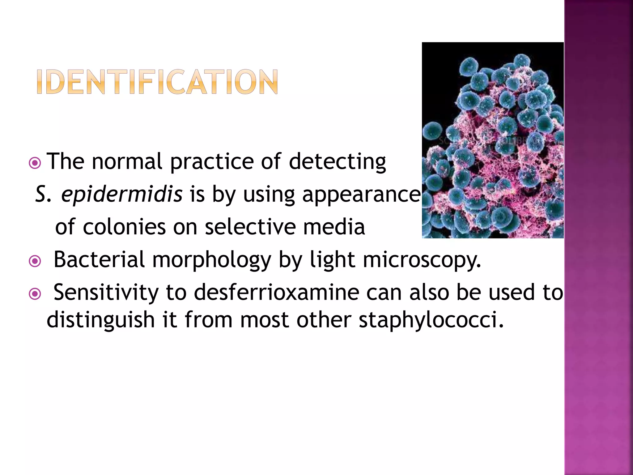 S.epidermidis | PPTX