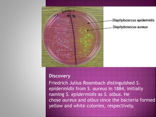 S.epidermidis | PPTX