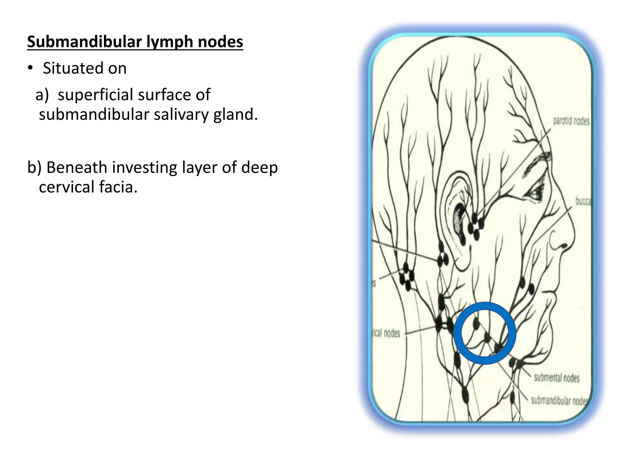 Surgical Anatomy of Lymph nodes | PPTX