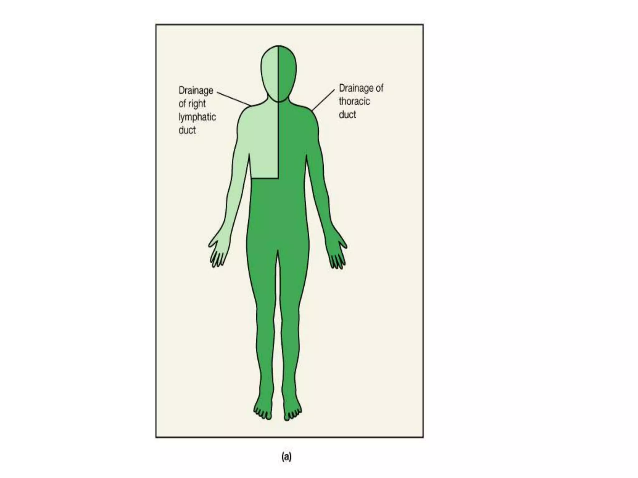 Surgical Anatomy of Lymph nodes | PPTX