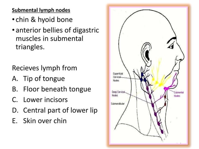 Surgical Anatomy of Lymph nodes | PPT