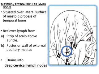 Surgical Anatomy of Lymph nodes | PPTX