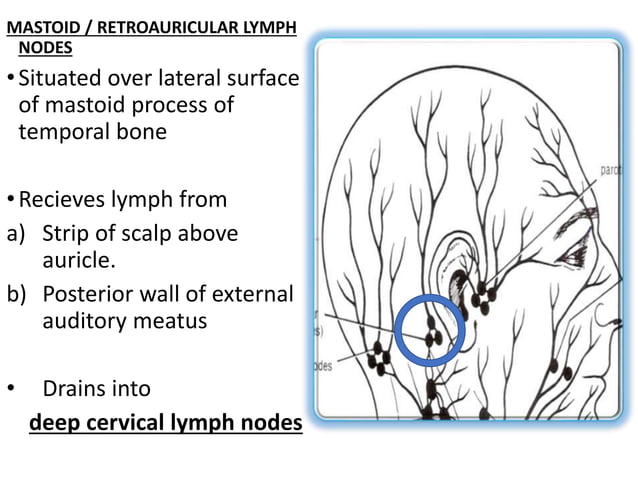 Surgical Anatomy of Lymph nodes | PPT