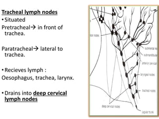 Surgical Anatomy of Lymph nodes | PPTX