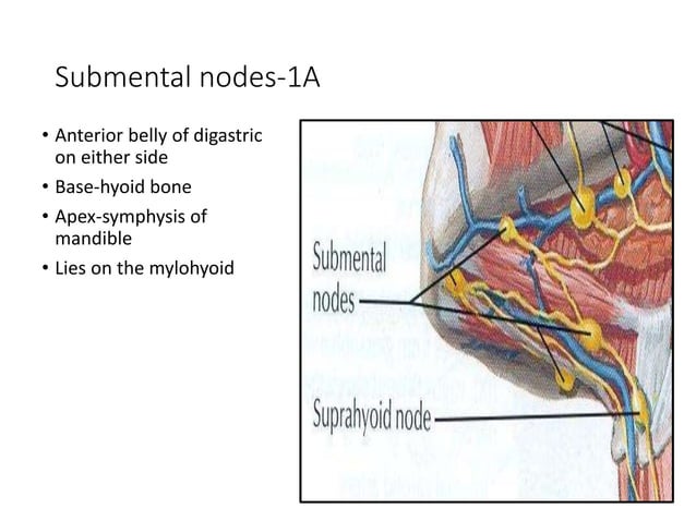 Surgical Anatomy of Lymph nodes | PPT