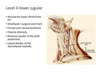 Surgical Anatomy of Lymph nodes | PPTX