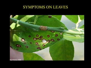 CITRUS ANTHRACNOSE | PPTX