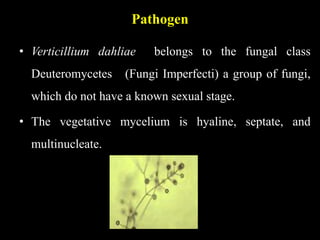 S.mythili 2015021085-verticillium wilt of brinjal | PPTX