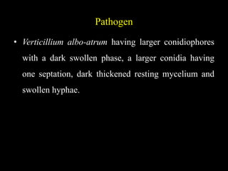 S.mythili 2015021085-verticillium wilt of brinjal | PPTX