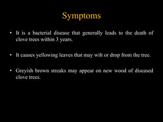 Diseases of clove | PPTX