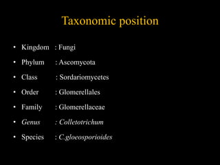 Diseases of clove | PPTX