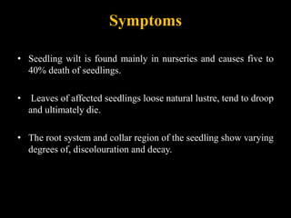 Diseases of clove | PPTX