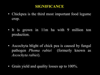 ascochyta blight of chickpea | PPTX