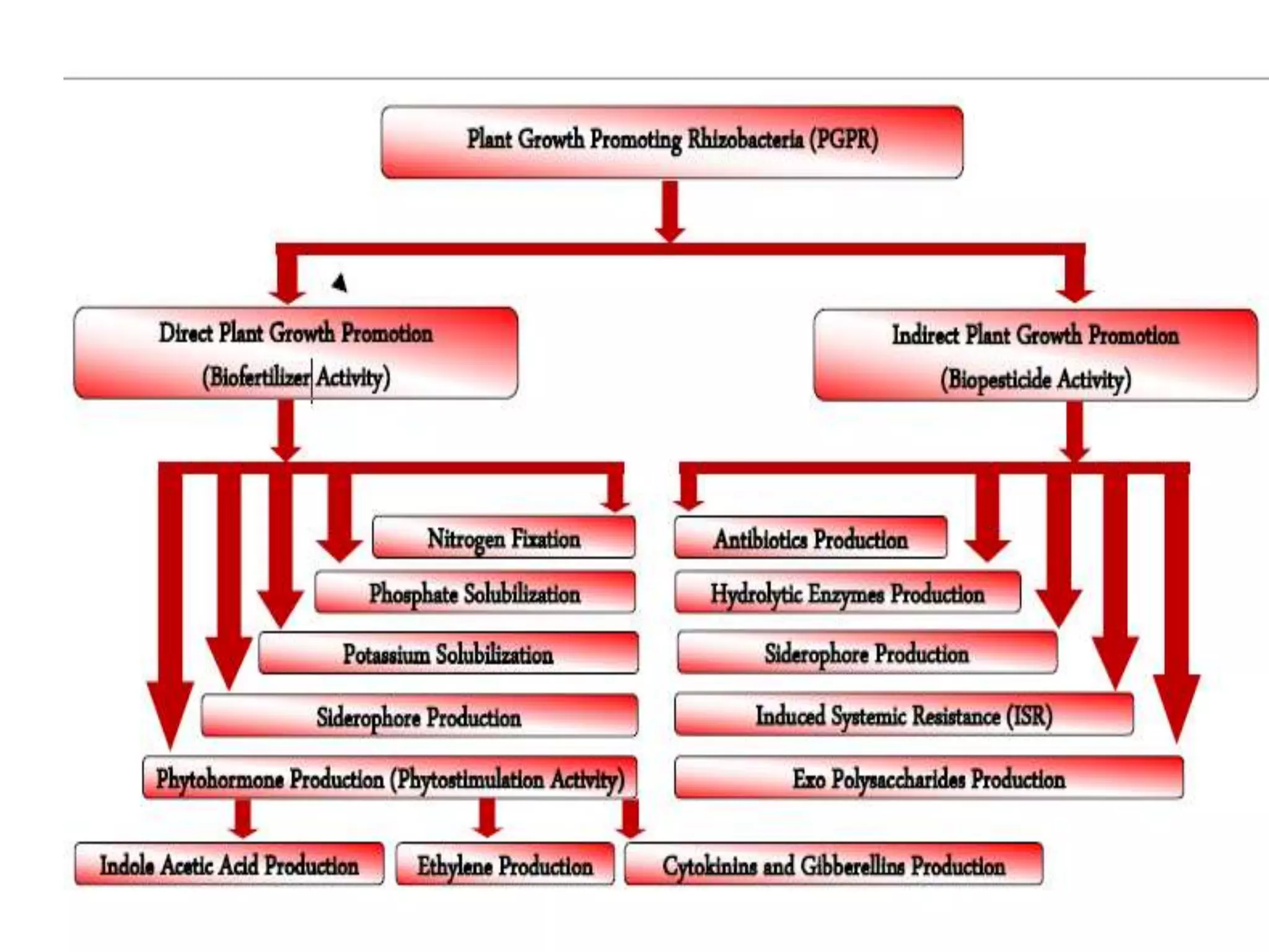 Presentation on the PGPR- Sukh Ram | PPTX