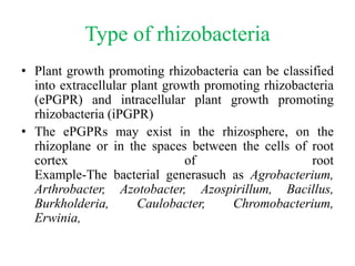 Presentation on the PGPR- Sukh Ram | PPT