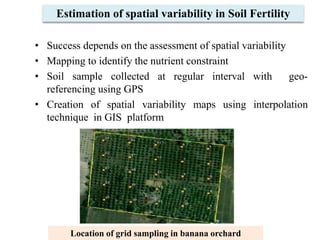 precise nutrient management of banana | PPTX