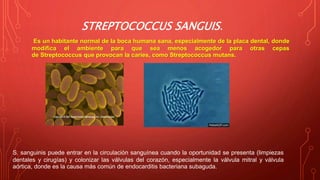 S.sanguis | PPTX