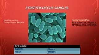S.sanguis | PPTX