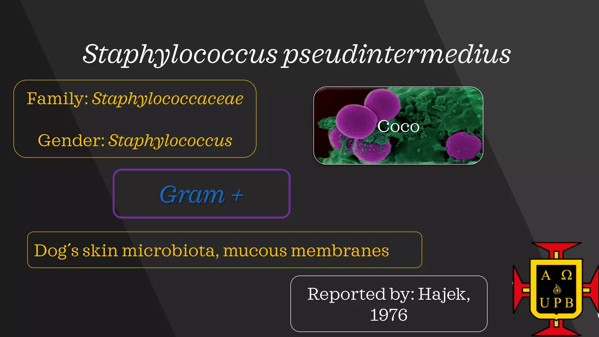 Staphylococcus pseudintermedius Methicillin-resistant | PDF