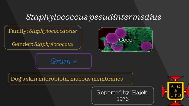 Staphylococcus pseudintermedius Methicillin-resistant | PDF