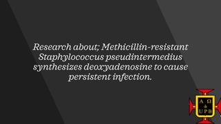 Staphylococcus pseudintermedius Methicillin-resistant | PDF