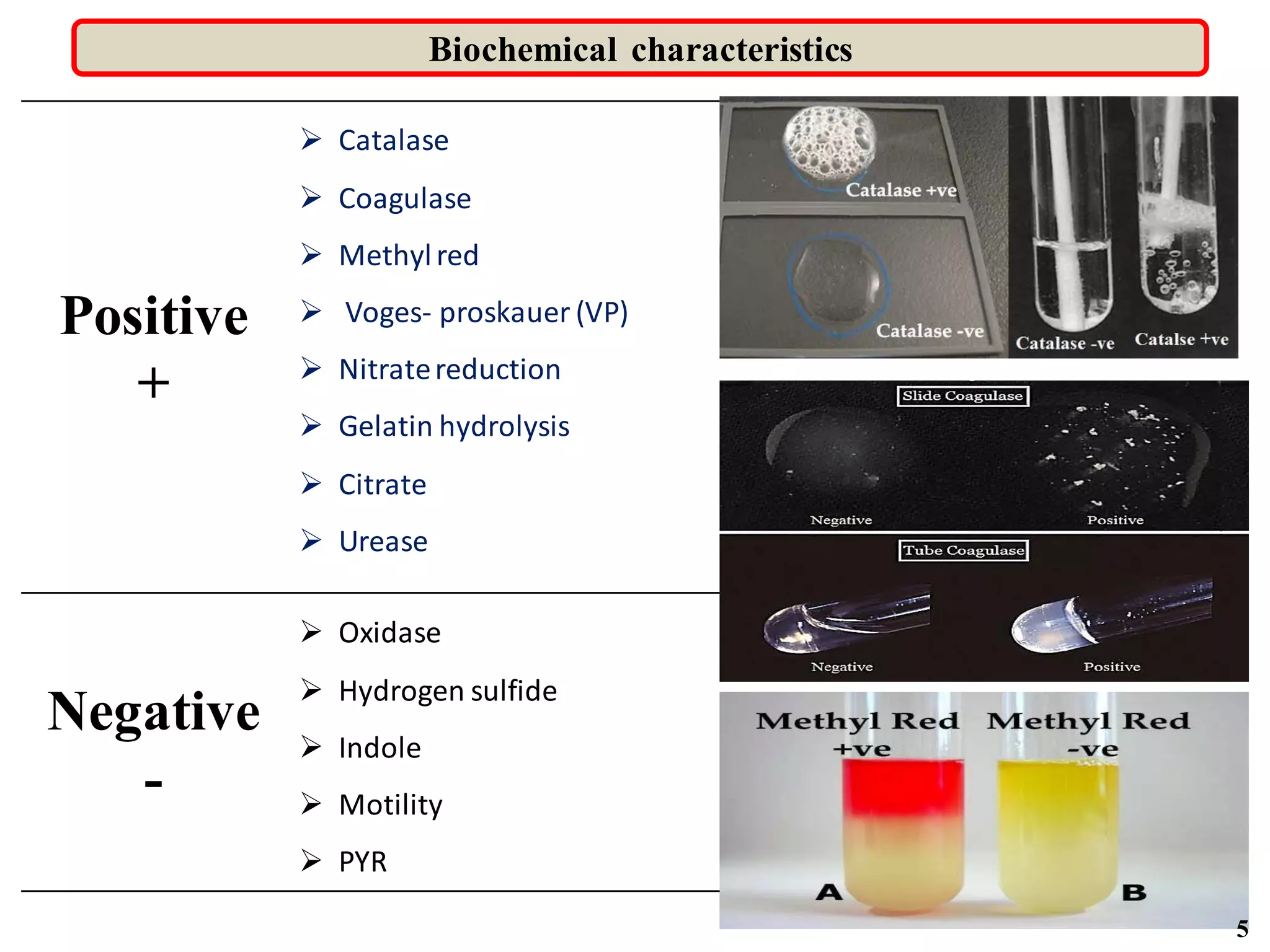 S.aureus in Food | PDF