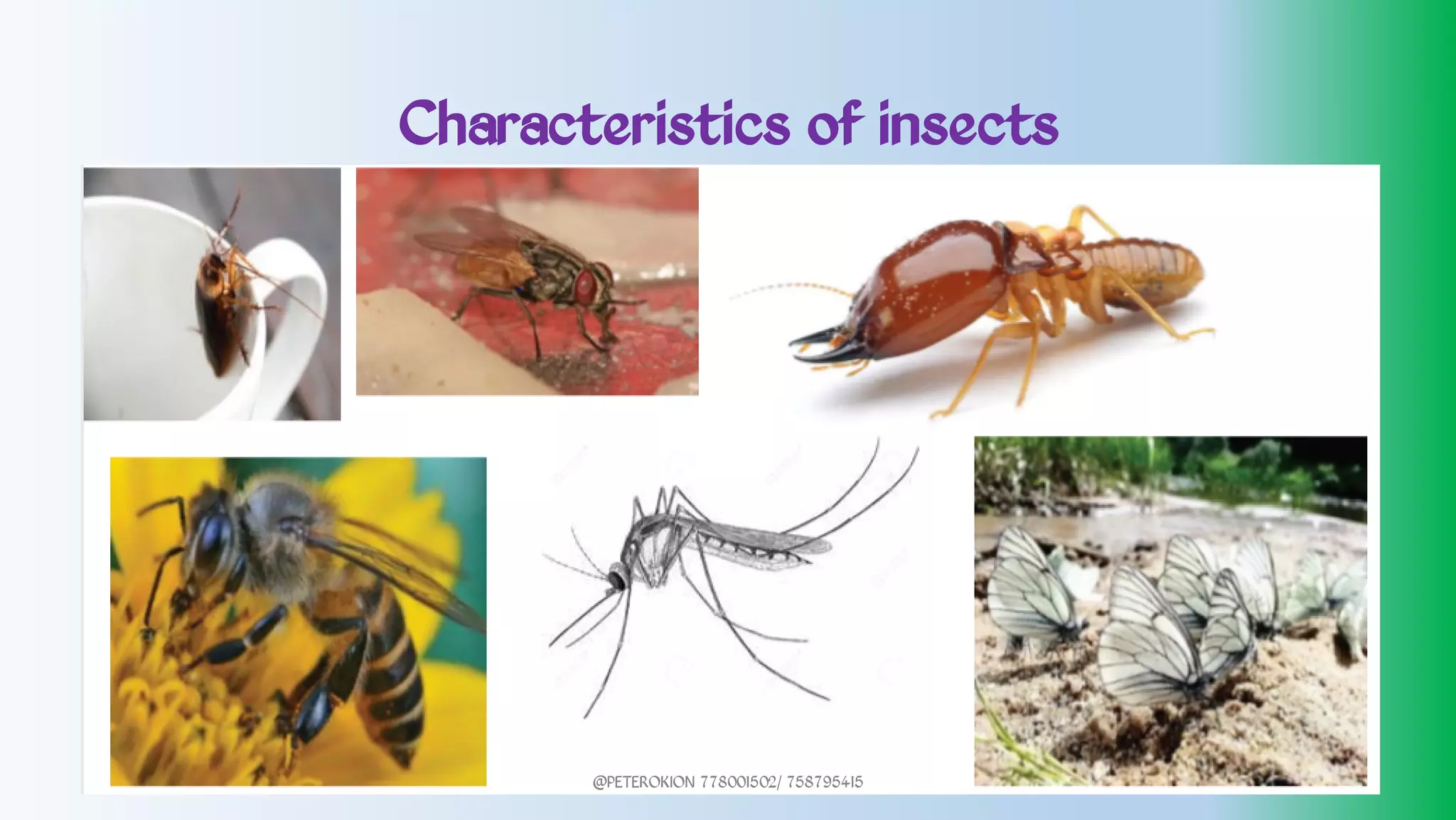 S.1 Insect slides by Bagalana.pdf