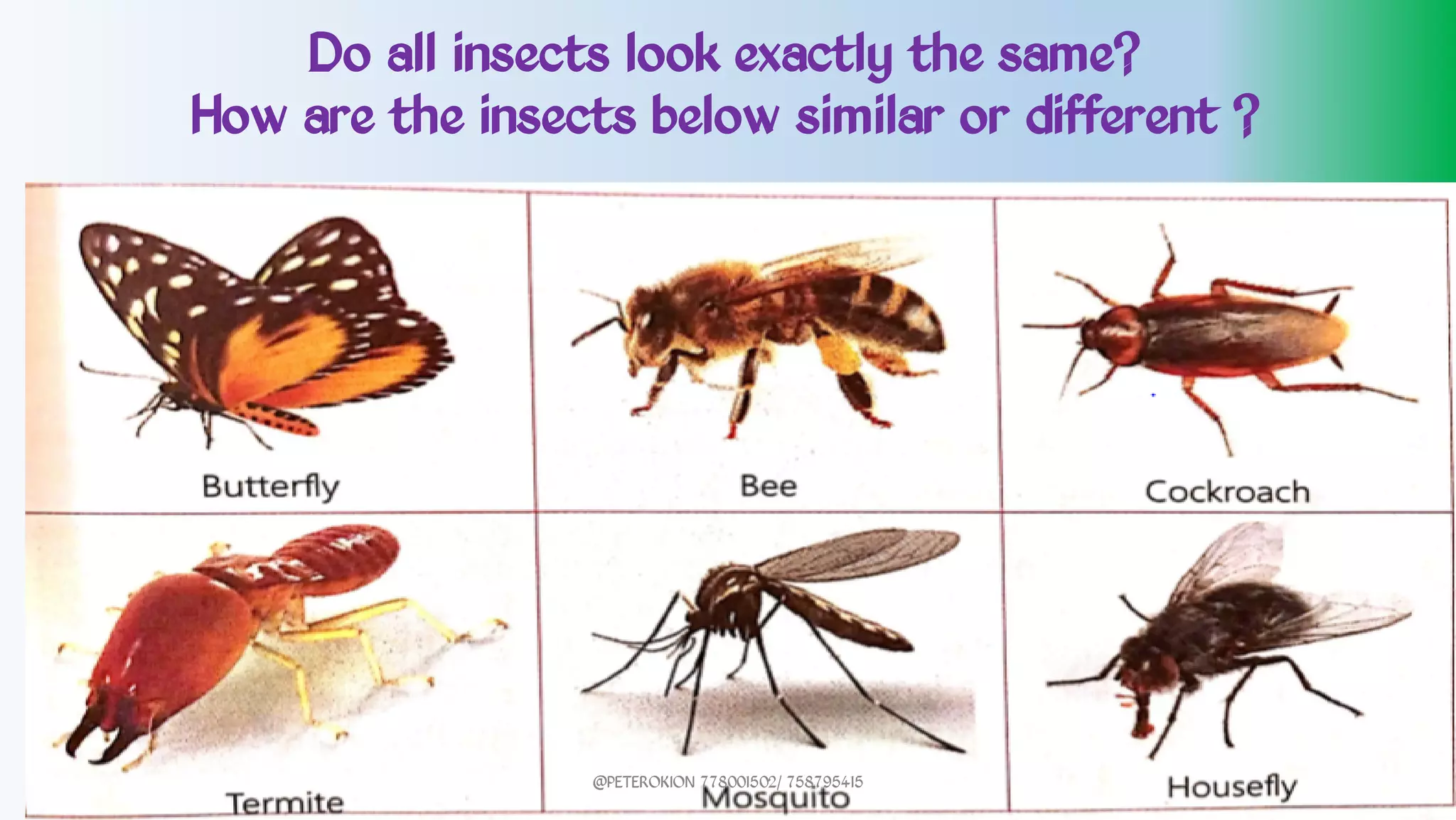 S.1 Insect slides by Bagalana.pdf