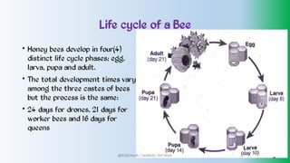 S.1 Insect slides by Bagalana.pdf | Beekeeping | Hobbies & Interests