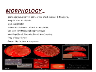 Staphylococcus aureus - Jahnvi arora (11228108) , mmdu, mullana .pptx
