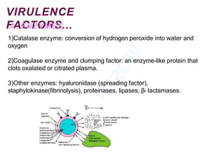 Staphylococcus aureus - Jahnvi arora (11228108) , mmdu, mullana .pptx
