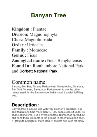 Knowlm about the Banyan tree taxonomy uses importance etc | DOCX