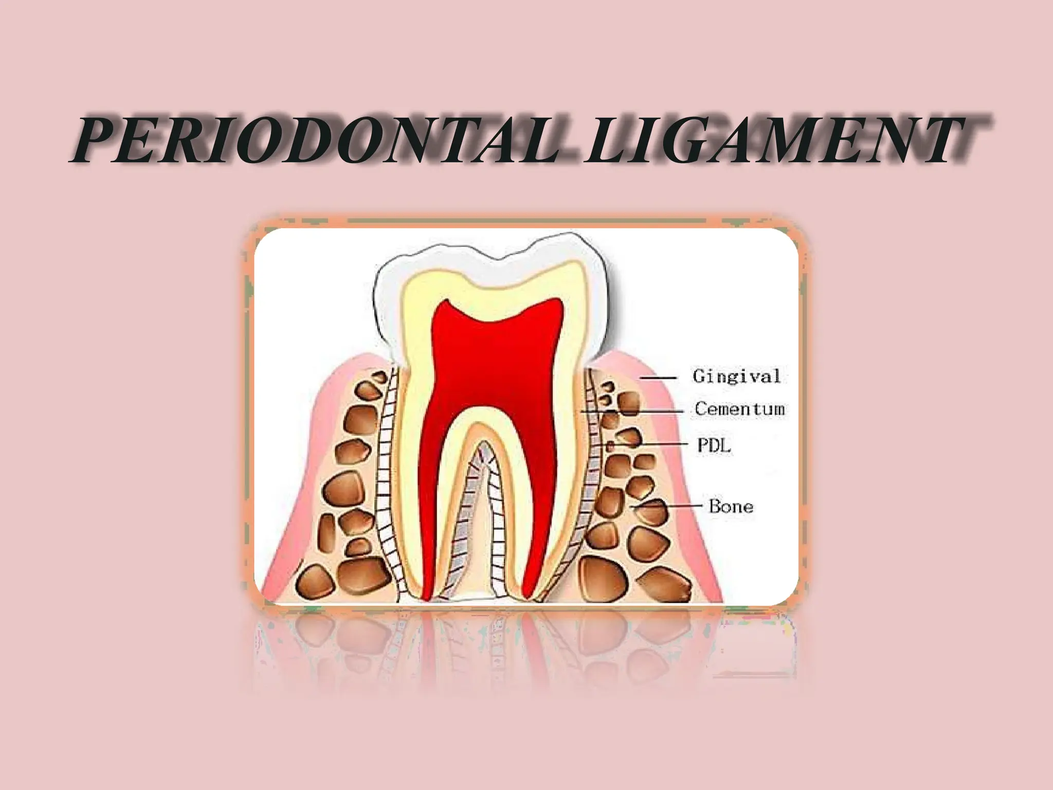 The periodontal ligament (PDL) is a specialized, highly cellular and ...