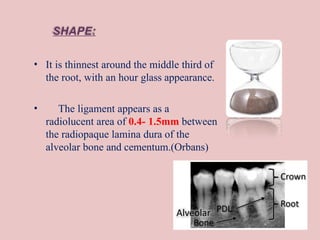 The periodontal ligament (PDL) is a specialized, highly cellular and ...