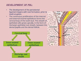The periodontal ligament (PDL) is a specialized, highly cellular and ...