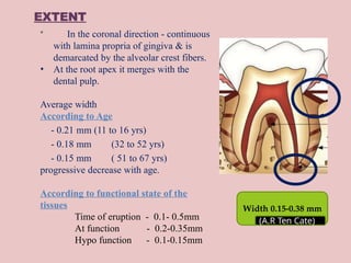 The periodontal ligament (PDL) is a specialized, highly cellular and ...