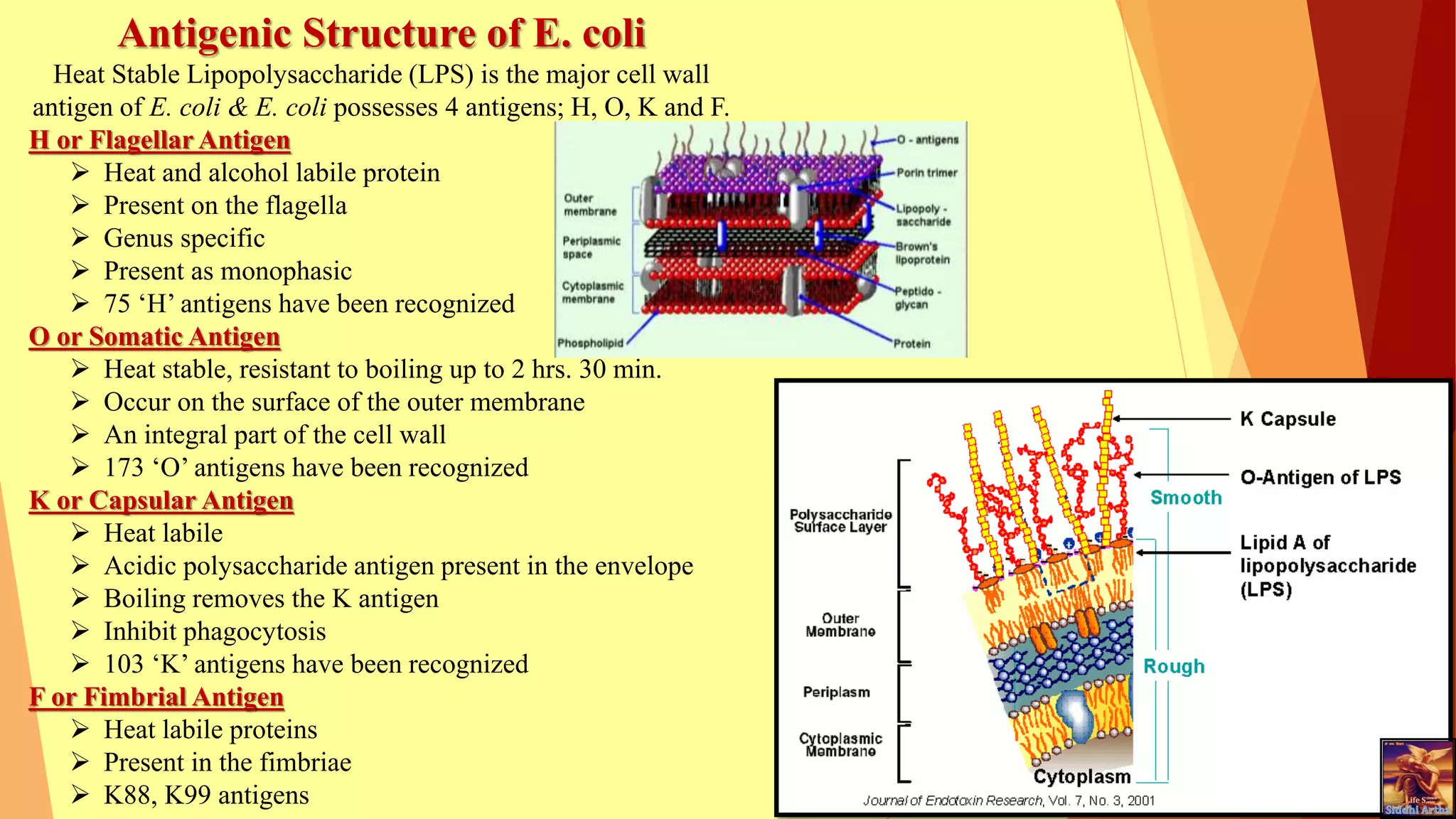 E. coli (Morphology, Growth Requirements and Genetics) | PPTX