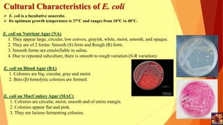E. coli (Morphology, Growth Requirements and Genetics) | PPT