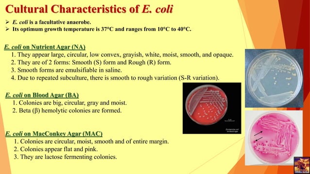 E. coli (Morphology, Growth Requirements and Genetics) | PPT