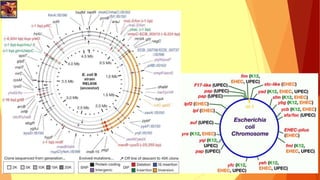 E. coli (Morphology, Growth Requirements and Genetics) | PPTX