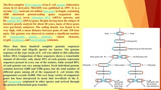 E. coli (Morphology, Growth Requirements and Genetics) | PPTX