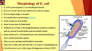 E. coli (Morphology, Growth Requirements and Genetics) | PPT
