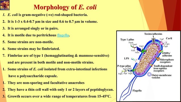 E. coli (Morphology, Growth Requirements and Genetics) | PPT