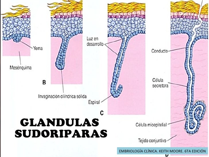 EMBRIOLOGIA DEL S.TEGUMENTARIO