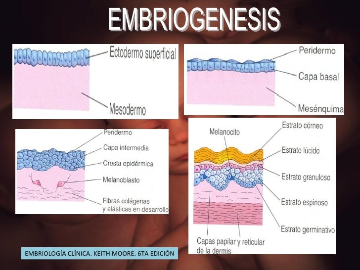EMBRIOLOGIA DEL S.TEGUMENTARIO