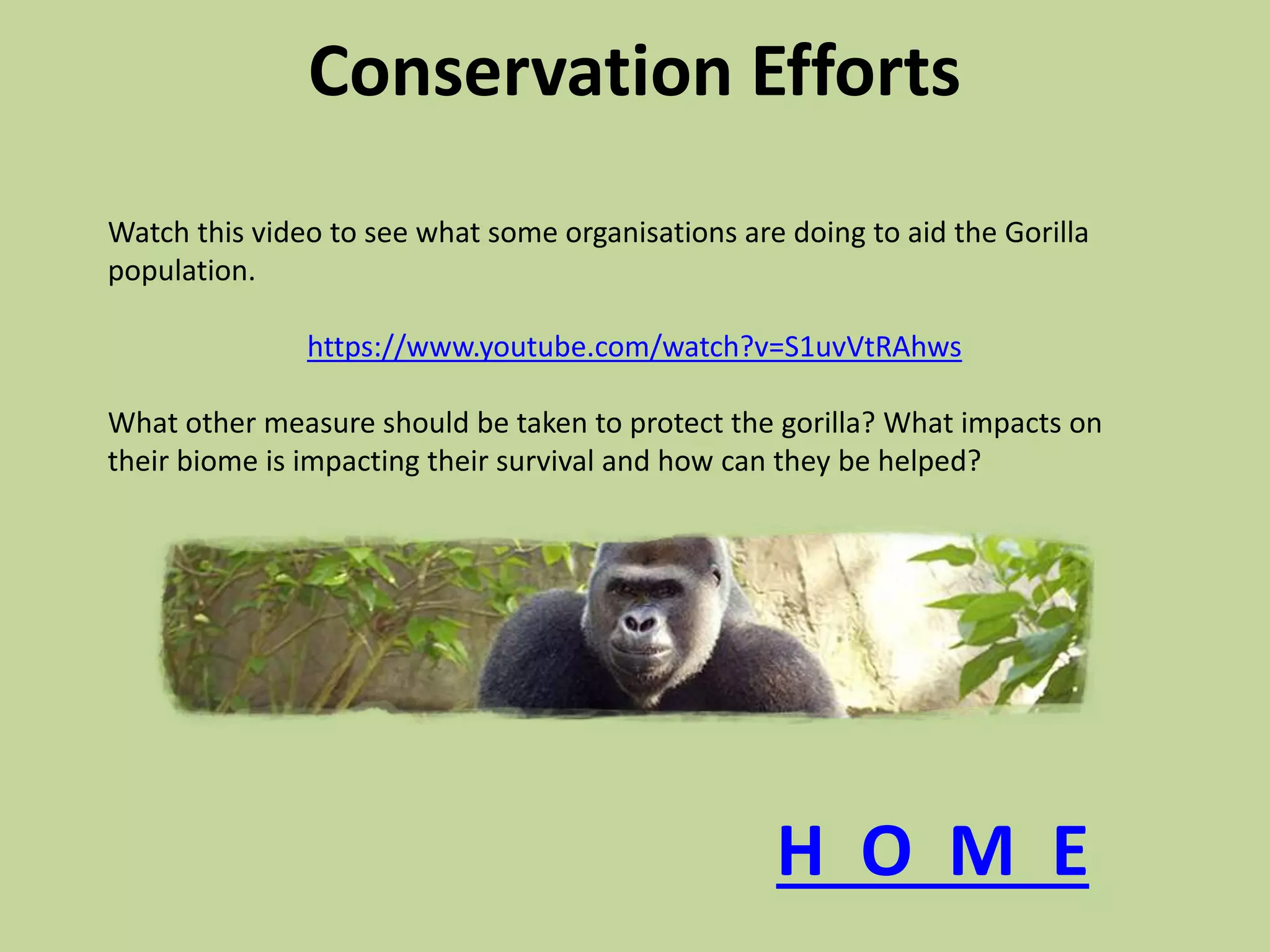Critically Endangered; The Gorilla | PPTX