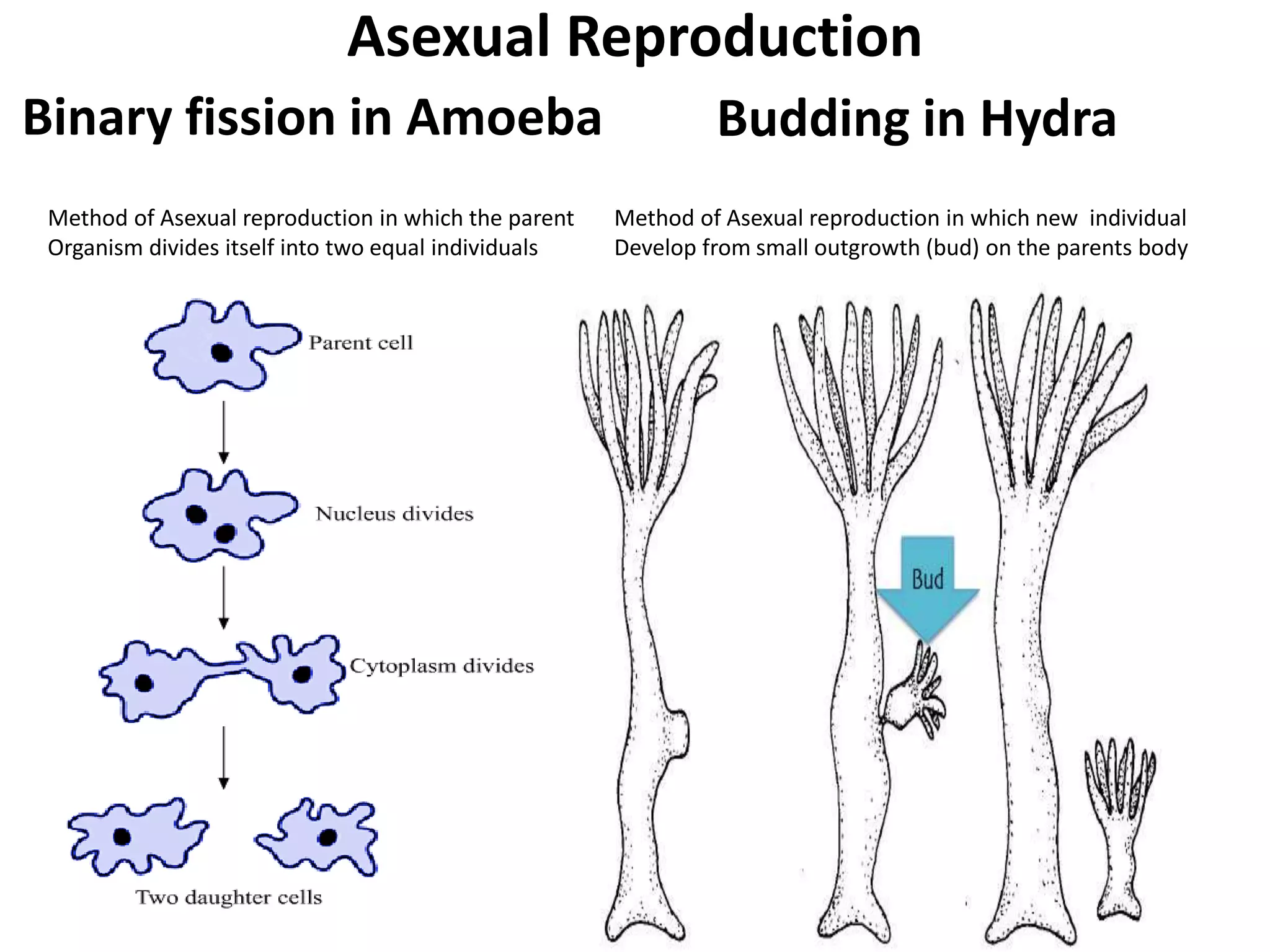 Reproduction in animals | PPTX