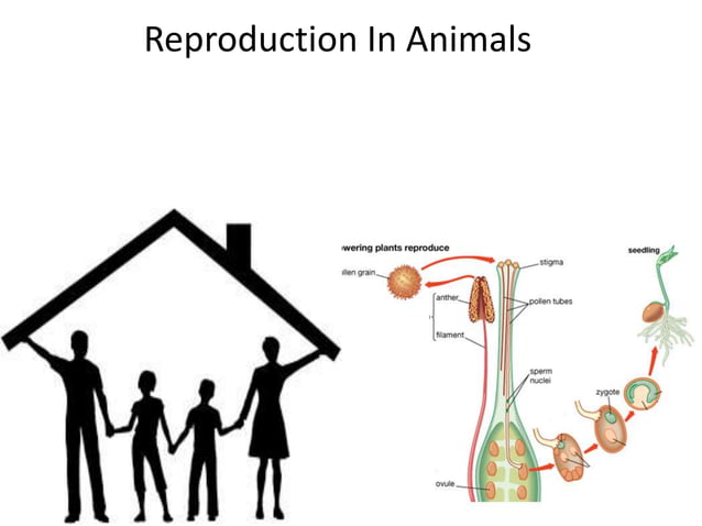 Reproduction in animals | PPT