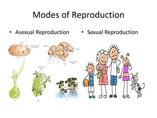 Reproduction in animals | PPT
