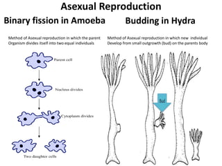 Reproduction in animals | PPT